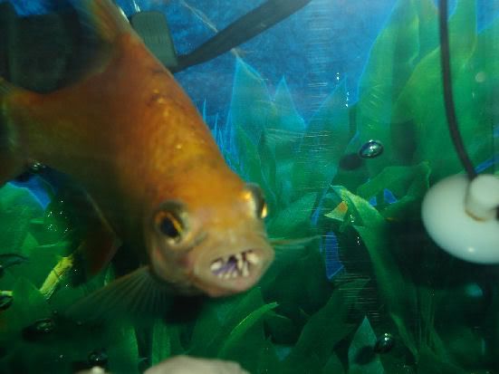 Mouth Tentacles...? | Fish Forums