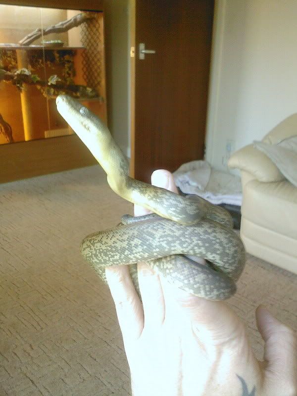 Macklots Python | Reptile Forums