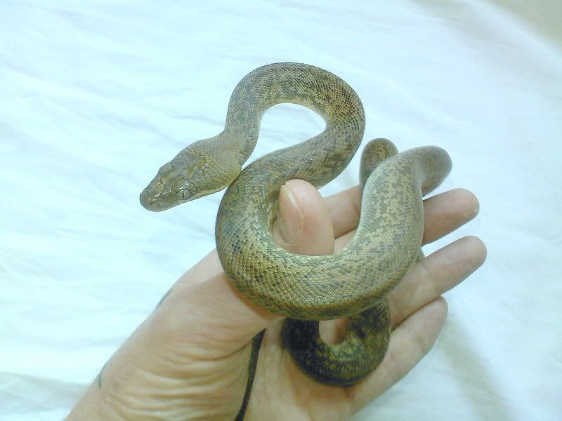 Macklots Python | Reptile Forums