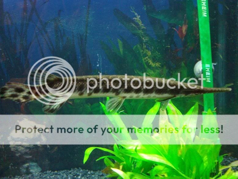 16" TSN, 12" Wolf Fish, 12" Fl Gar, 12" Clown, Jade Goby, Dragon Goby ...