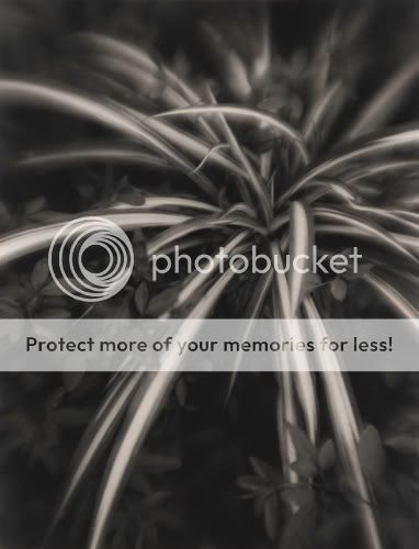 From a $30 vintage Pinkham & Smith lens