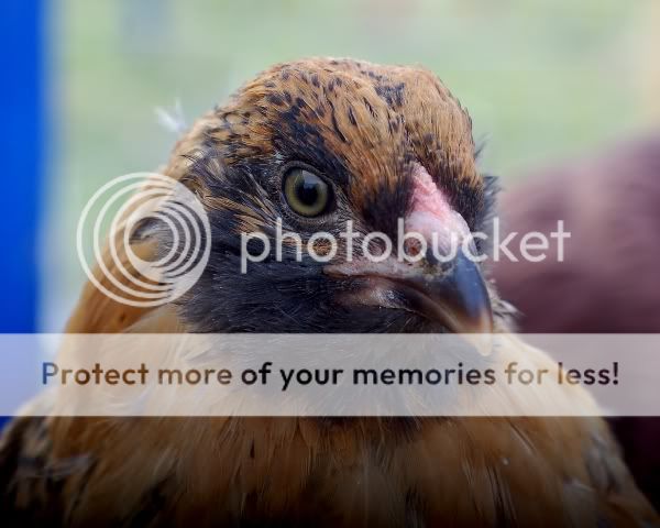 EE, roo or pullet? | BackYard Chickens - Learn How to Raise Chickens