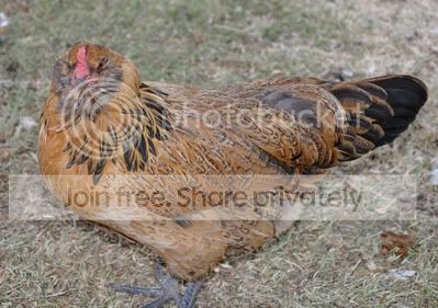 "Mutt" chickens .... | Page 6 | BackYard Chickens - Learn How to Raise ...