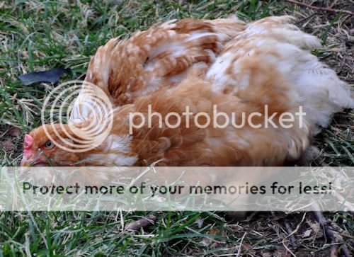 "Mutt" chickens .... | Page 6 | BackYard Chickens - Learn How to Raise ...