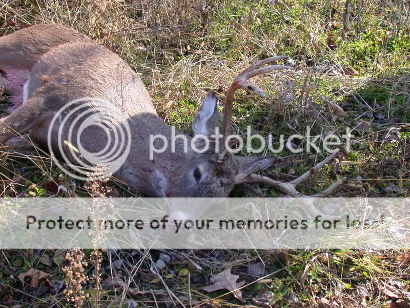 Double Bull matrix for deer? | Archery Talk Forum