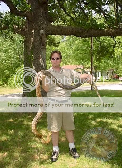 Now THATS a Macklots python! | Reptile Forums