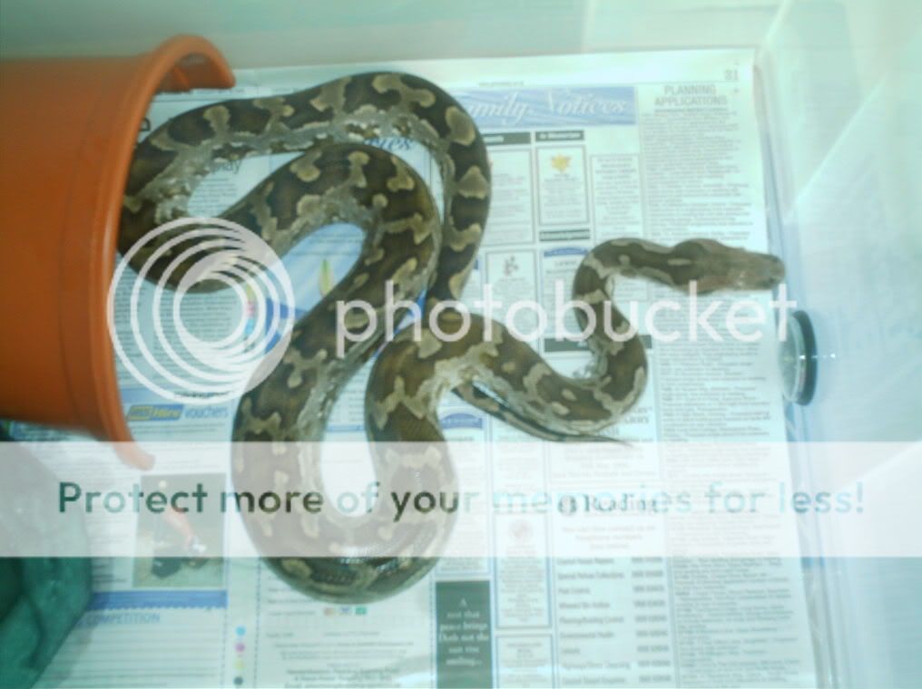New Sri Lanka/Ceylonese Rock python | Reptile Forums