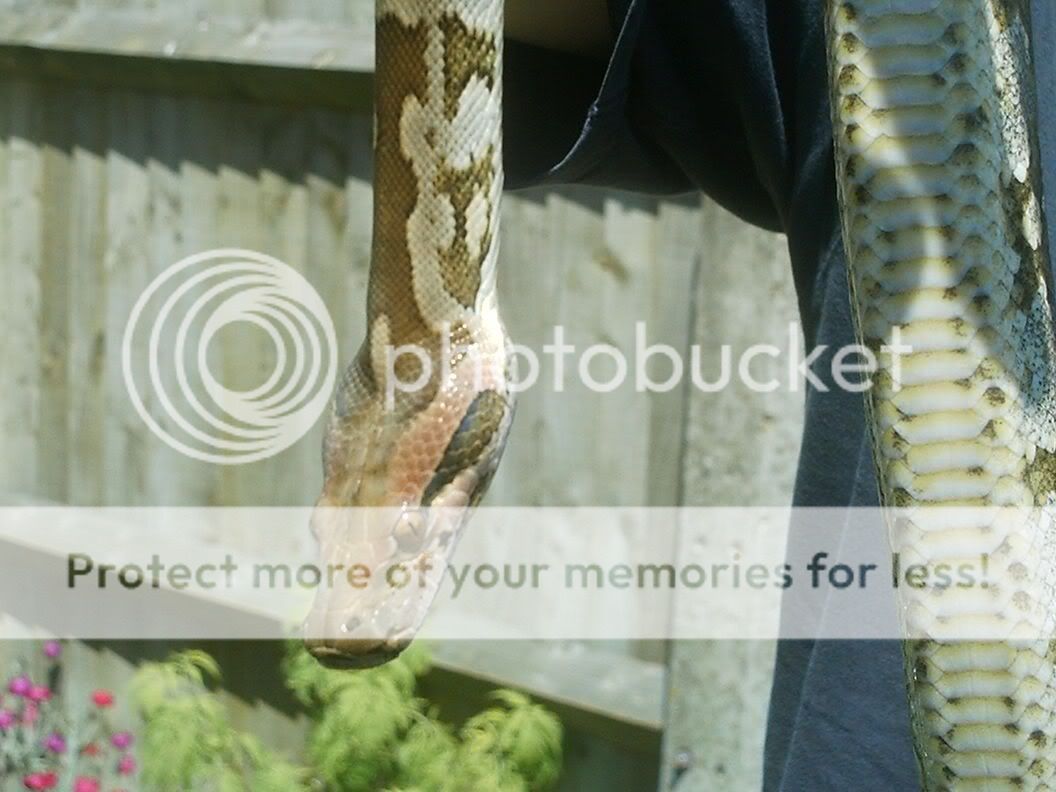 New Sri Lanka/Ceylonese Rock python | Reptile Forums