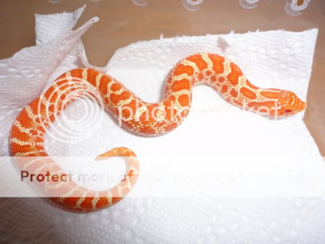 Red albino hognose | Reptile Forums