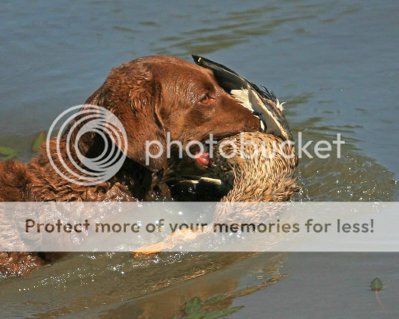 Chessie Pics | Duck Hunting Forum
