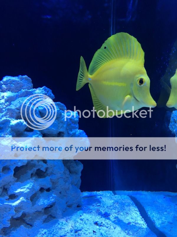 Build Thread - Brian's 90 gallon | Reef2Reef