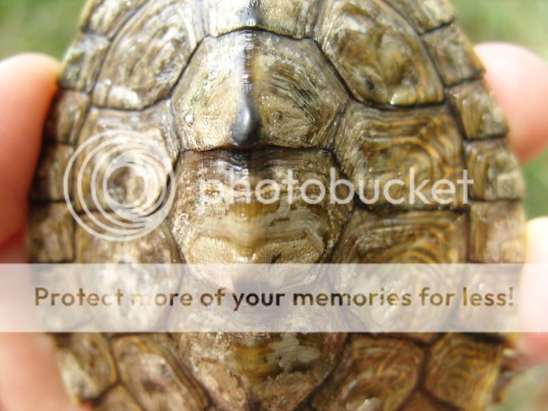 Redearslider.com :: View topic - Calcium deposits, Dry Shell rot, or ...